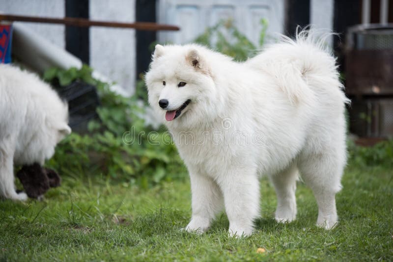 White Samoyed Puppy Sits in the Courtyard. Dog in Nature, a Walk Stock ...