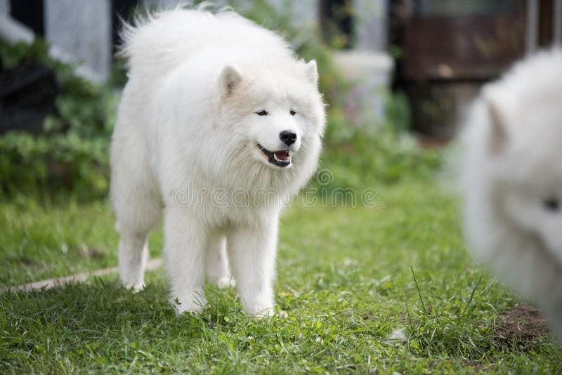 White Samoyed Puppy Sits in the Courtyard. Dog in Nature, a Walk Stock ...