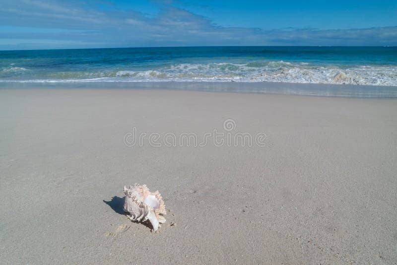 Lone shell stock photo. Image of white, lone, sand, blue - 101326860