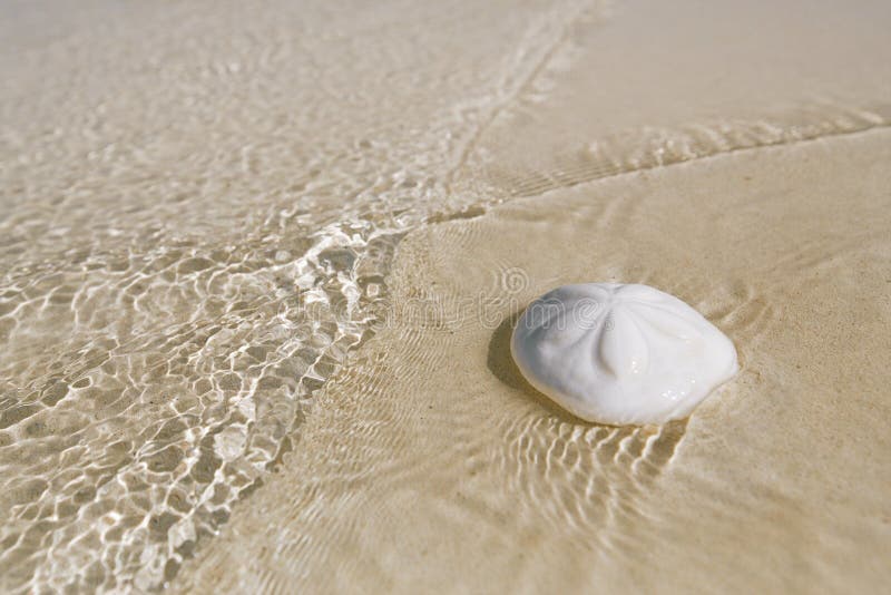 Sand Dollar in the Sea with Sky Stock Photo - Image of shell, space ...