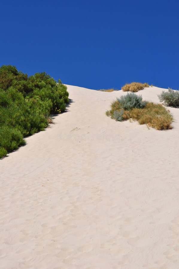 Clean White Sand Dune with Vegetation and Regrowth Stock Photo - Image ...