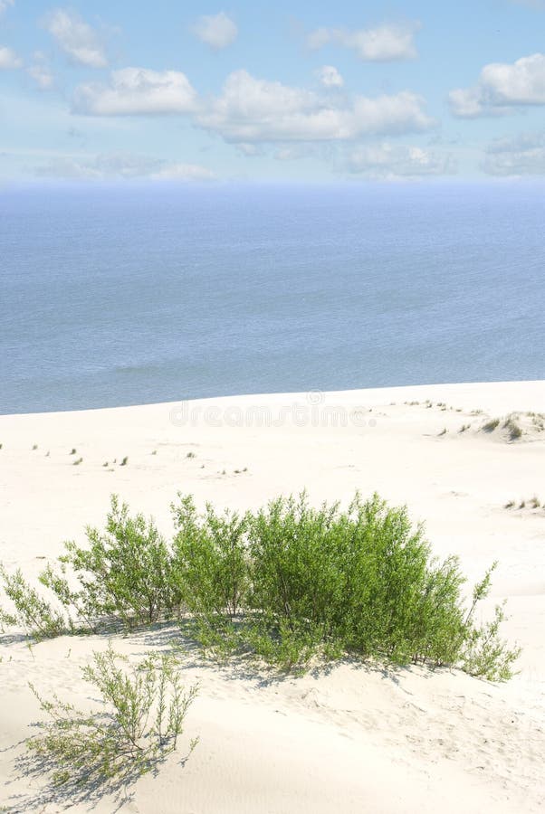 White Sand Dunes on the Curonian Spit, Russia Stock Photo - Image of ...