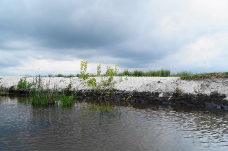 The Plant from the Letea Forest, Tulcea, Romania Stock Photo - Image of ...