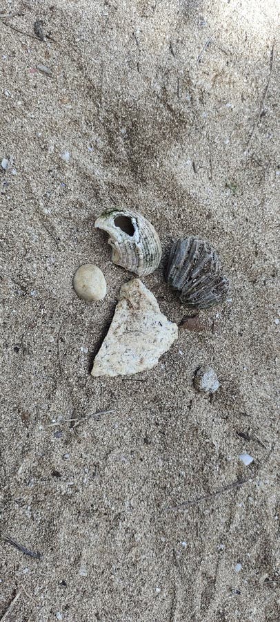 147 Hermit Crab Shells White Stock Photos - Free & Royalty-Free Stock ...