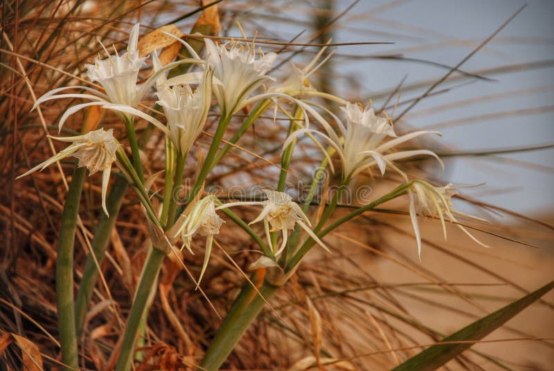 White Sand Lily on the Coastal Dunes Stock Photo - Image of dunes, sand ...