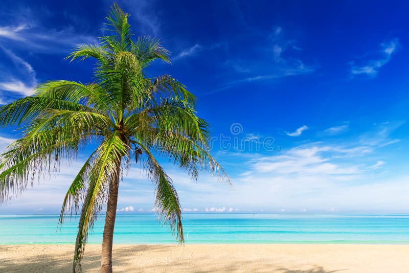 White Sand with Palm Tree on the Beach Phuket Stock Photo - Image of ...