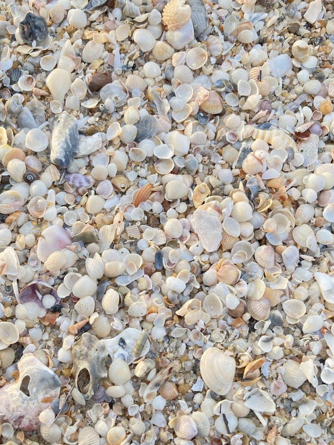Shell color white in sand stock image. Image of rock - 279817859