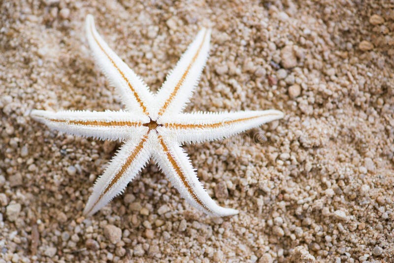 White sand sea star stock image. Image of design, season - 79014531