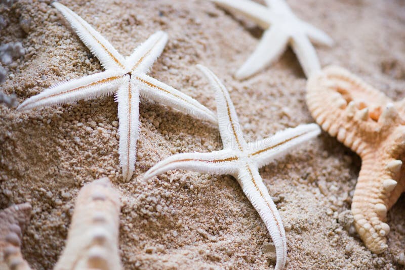White sand sea star stock photo. Image of caribbean, beach - 79016554