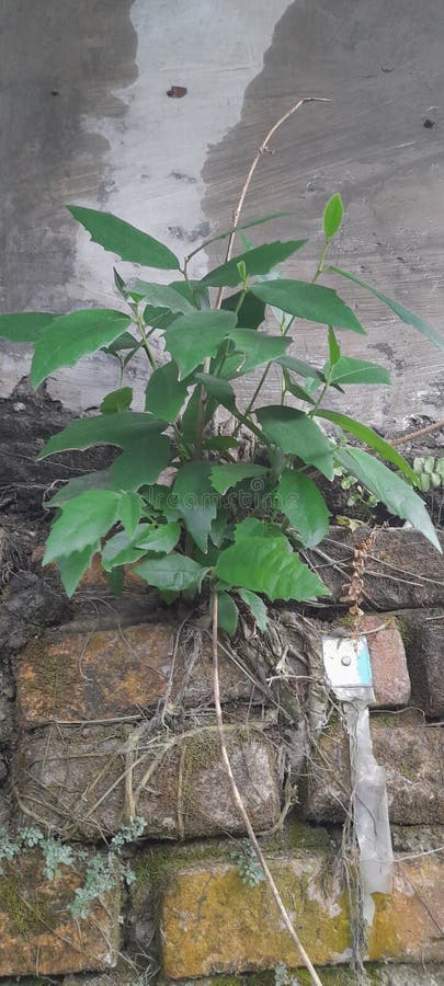 1,188 Sandpaper Plant Stock Photos - Free & Royalty-Free Stock Photos ...