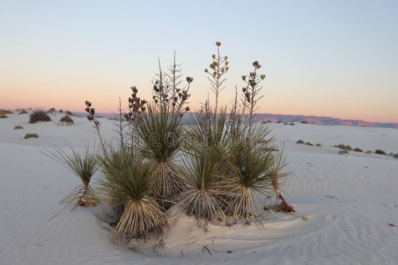 White Sands National Monument New Mexico USA Stock Photo - Image of ...