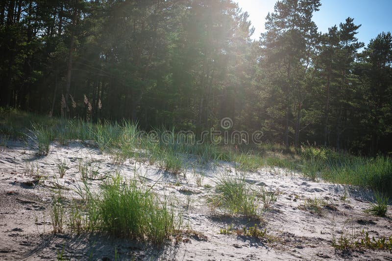 White Sandy Beach Near the Forest Stock Image - Image of nature, forest ...