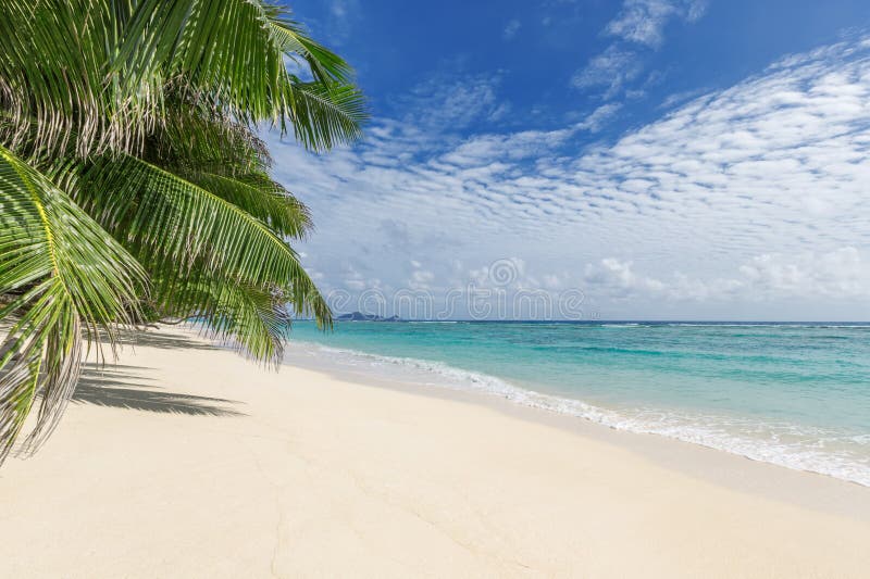 White Sandy Beach with Palm Trees Stock Photo - Image of cloud, white ...