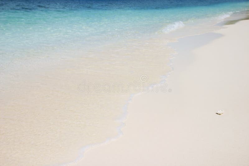 Seashell on Beach Under Palm Stock Image - Image of tidal, gulf: 5622009