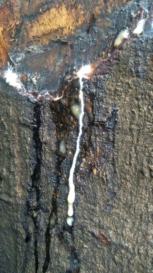 White Sap that Comes Out of the Mango Tree Due To Being Scratched by a ...