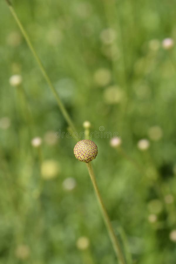 White scabious stock image. Image of outdoors, plant - 188144489