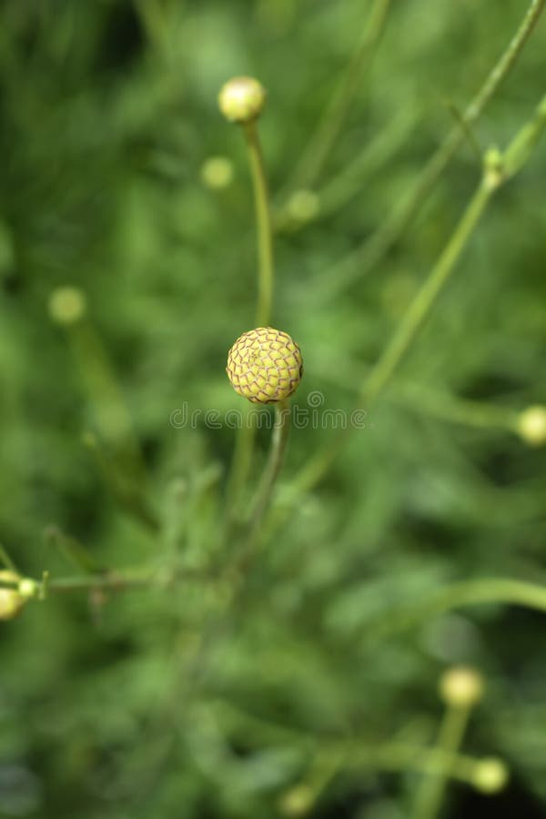 White scabious stock photo. Image of outdoors, leucantha - 227470234