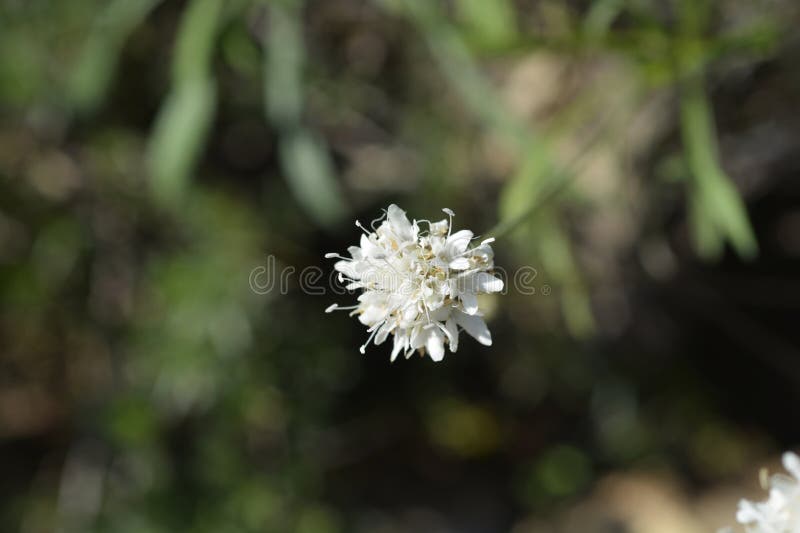 White scabious stock image. Image of pale, giant, leucantha - 292129563