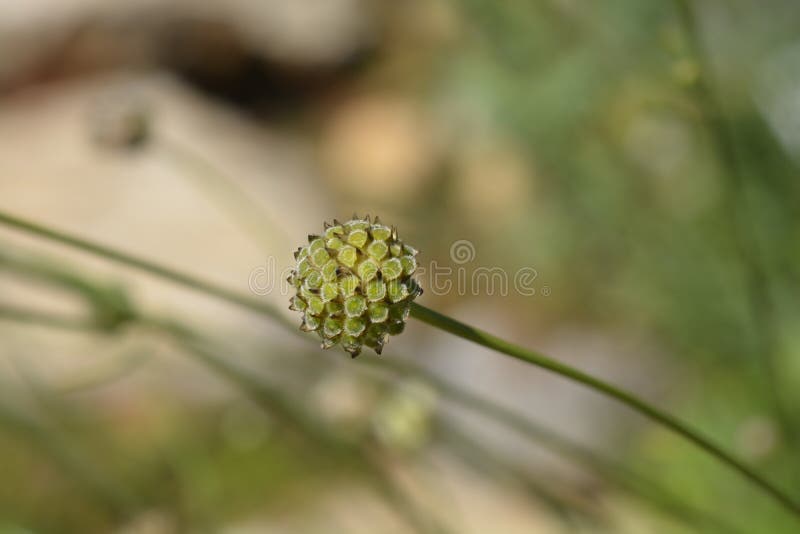 White scabious stock photo. Image of leaf, garden, green - 195975146