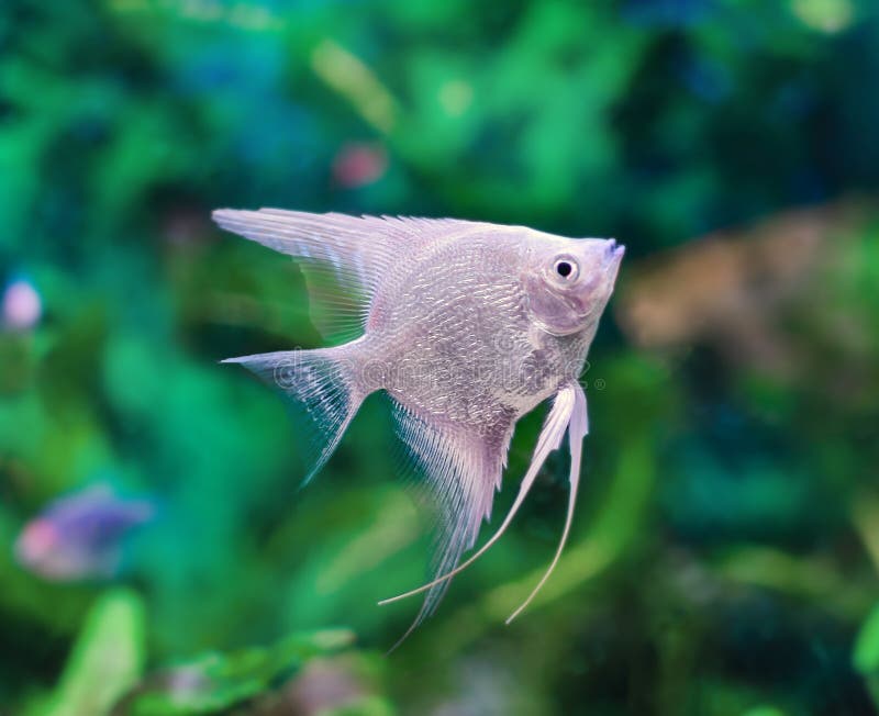 Aquarium and scalar stock photo. Image of scalar, freshwater - 38817762