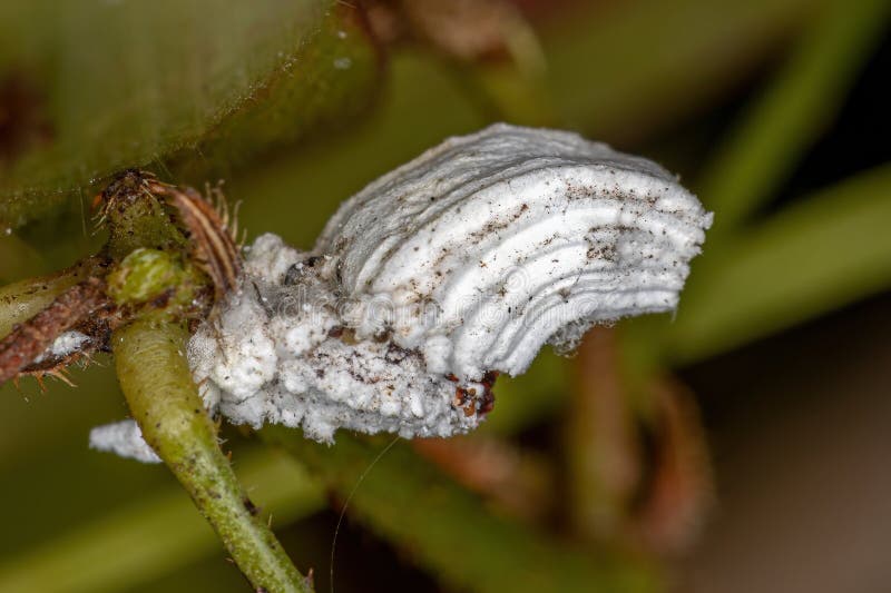 White Scale Insects stock image. Image of mealybug, nature - 229868365