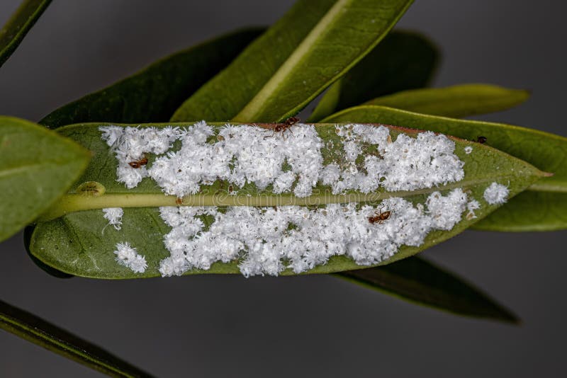 White Scale Insects stock photo. Image of macro, insects - 250655738
