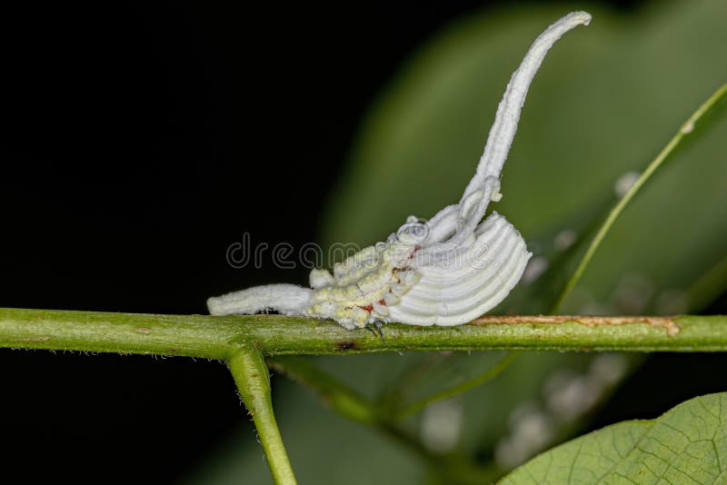 White Scale Insects stock photo. Image of plant, invertebrate - 240407654