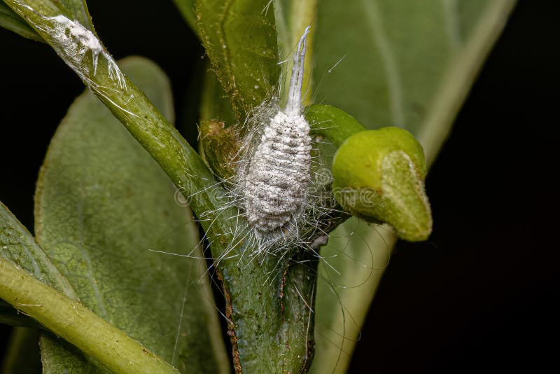 White Scale Insects stock photo. Image of arthropod - 228541934