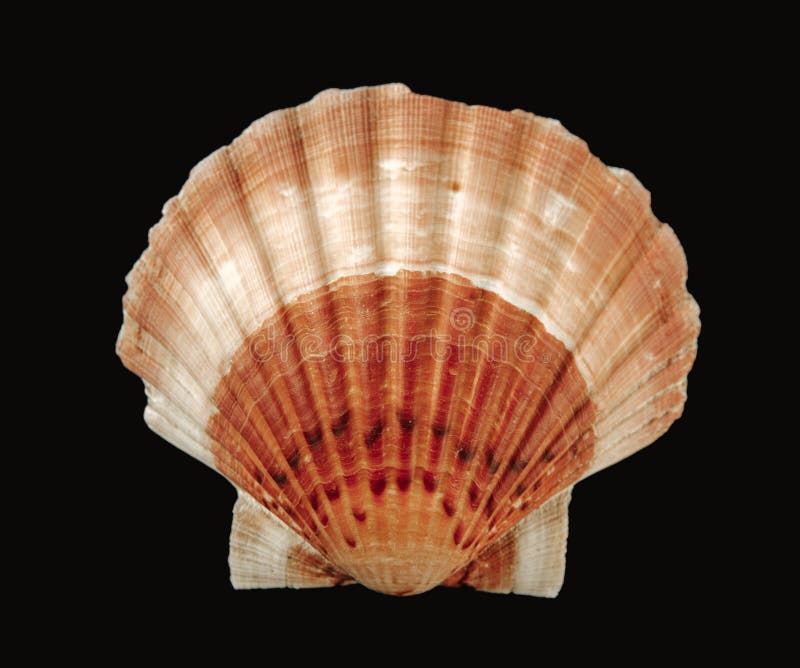 Scallop Shell on Black Background Stock Image - Image of single, marine ...