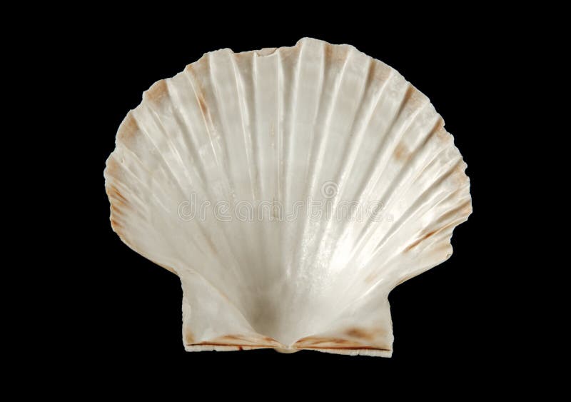 Scallop Shell on Black Background Stock Photo - Image of black, scallop ...