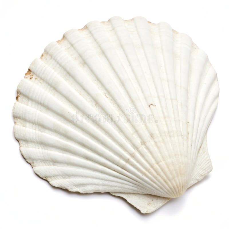 White Scallop Shell on Transparent Background Stock Illustration ...