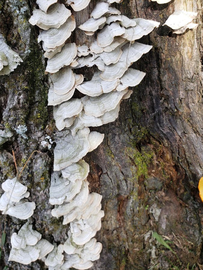 View of White Scalloped Fungi Growing on a Tree Stump Stock Photo ...