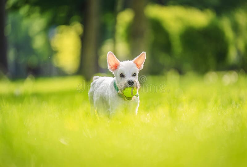 White Schnauzer Dog Running with a Ball in His Teeth on Green Grass ...