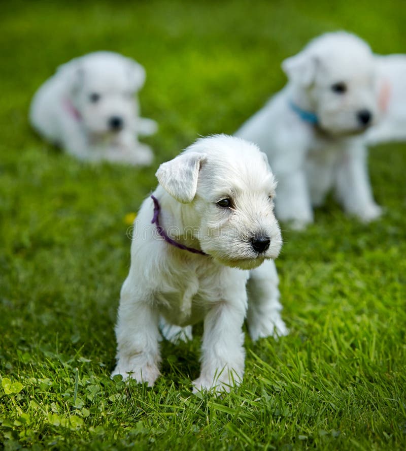 White schnauzer puppy stock image. Image of attractive - 32705837