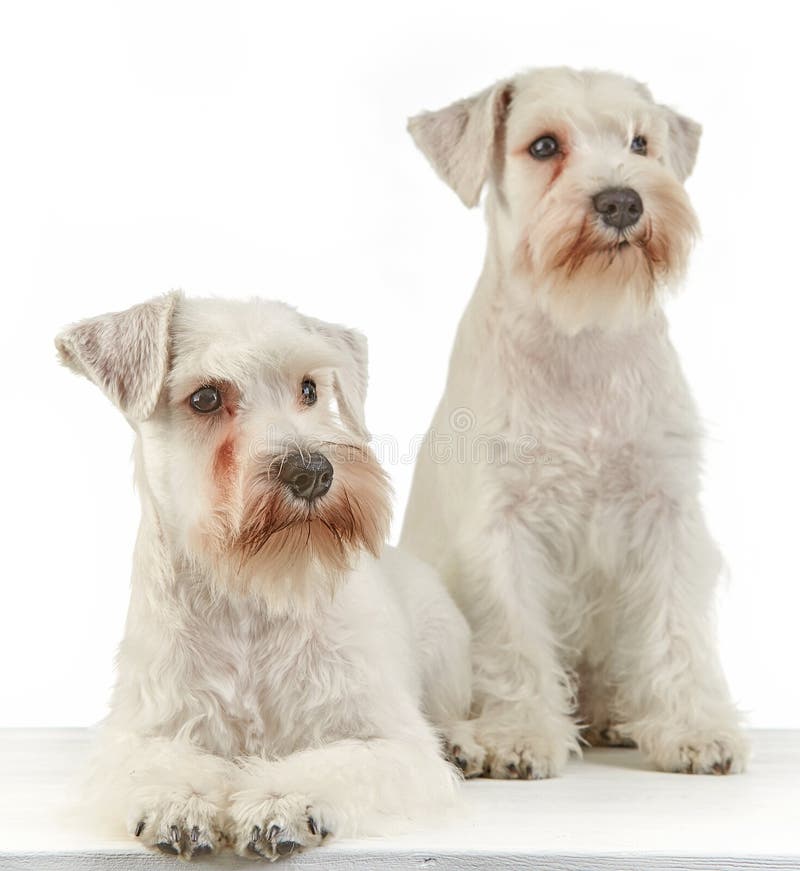 White schnauzer puppies stock image. Image of attractive - 57166059