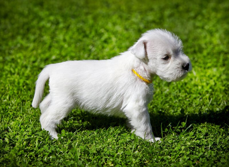 White schnauzer puppy stock image. Image of attractive - 32705837