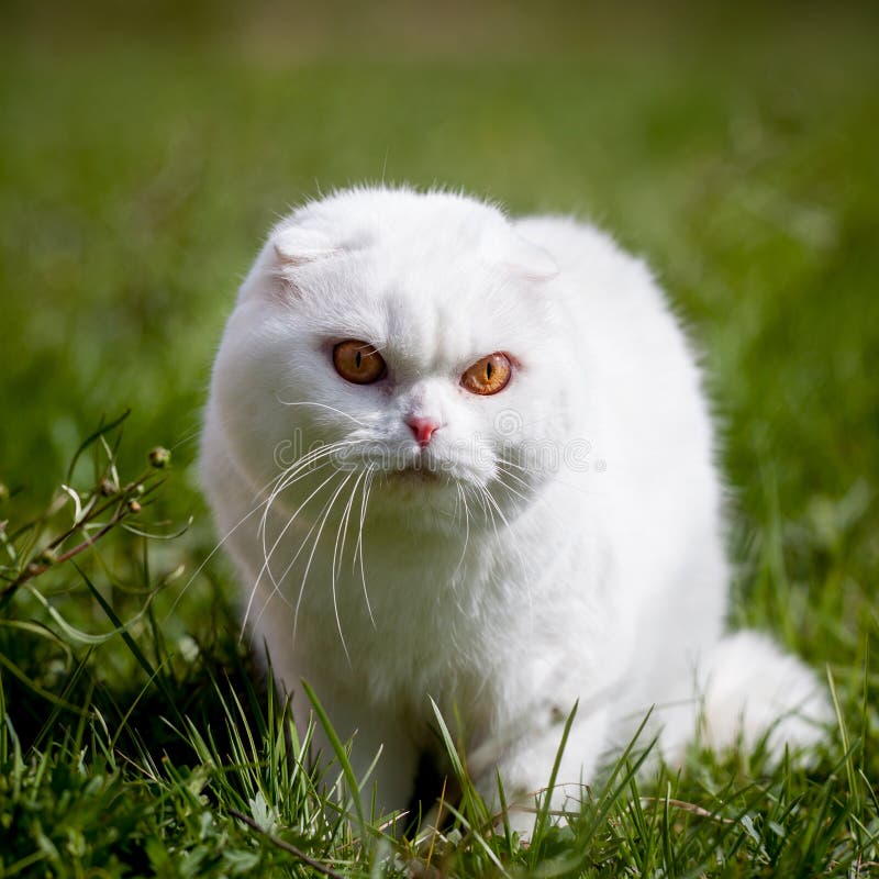White Scottish Fold Cat on Green Grass Stock Photo - Image of playful ...