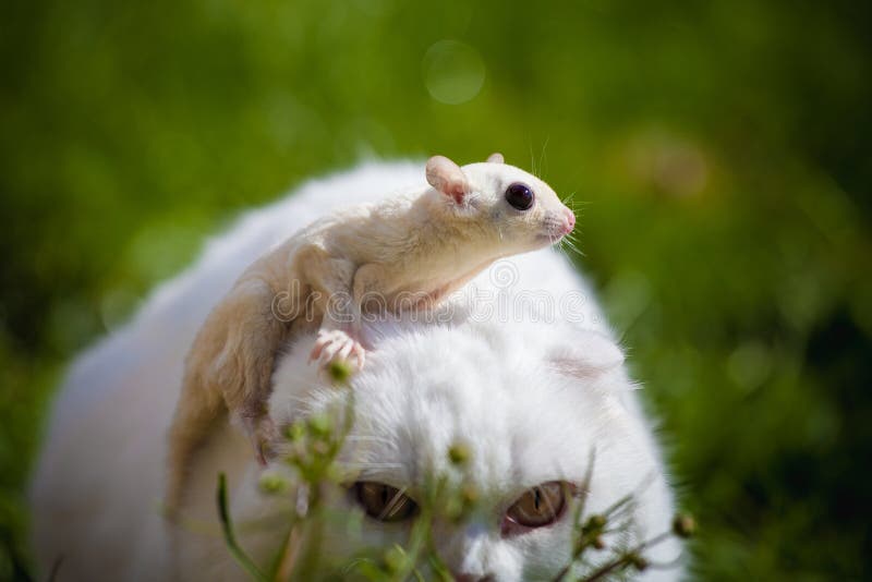 White Scottish Fold Cat with White Sugar Glider on Grass Stock Image ...