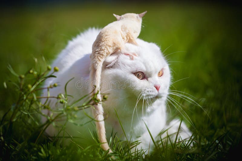 White Scottish Fold Cat with White Sugar Glider on Grass Stock Image ...
