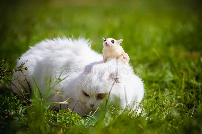 White Scottish Fold Cat with White Sugar Glider on Grass Stock Photo ...