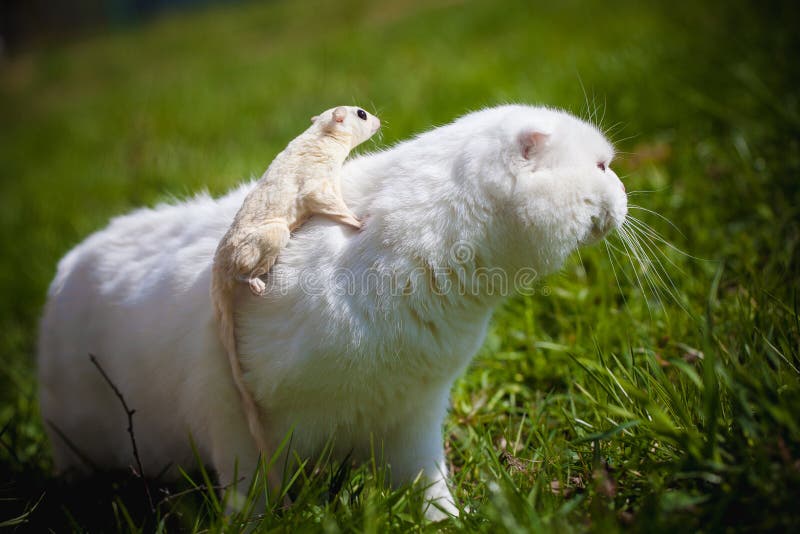 White Scottish Fold Cat with White Sugar Glider on Grass Stock Photo ...