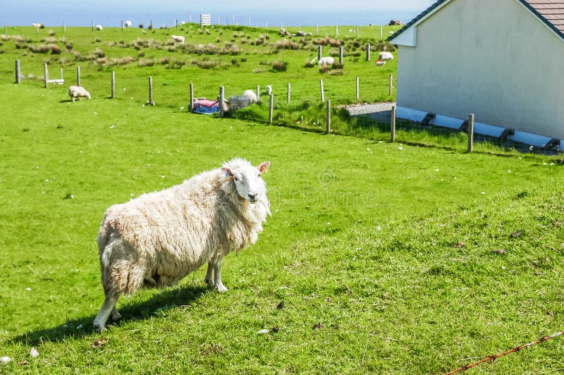 Scottish sheep stock image. Image of sheep, white, ruins - 12633071