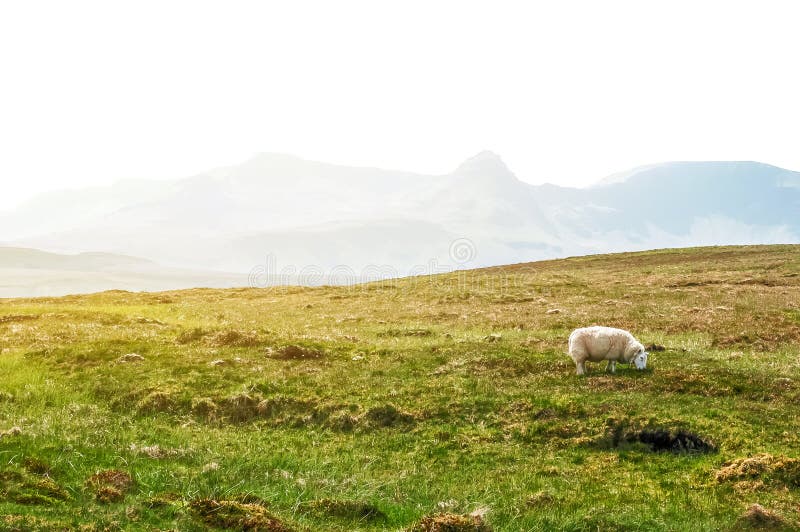 Scottish sheep stock image. Image of sheep, white, ruins - 12633071
