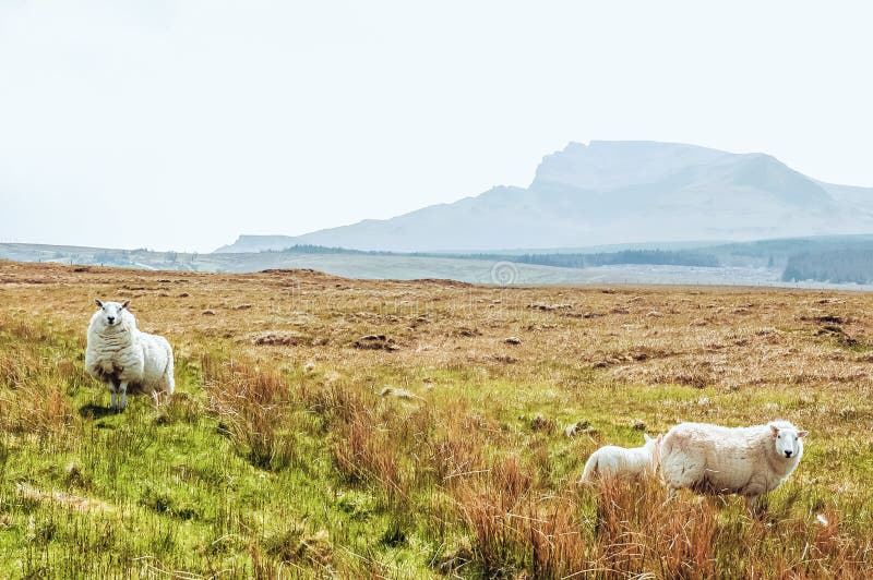Scottish sheep stock image. Image of sheep, white, ruins - 12633071