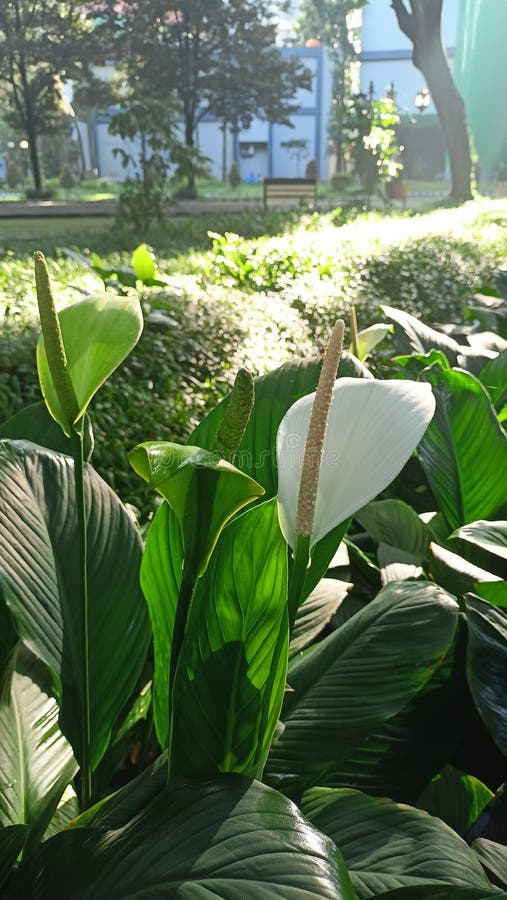White Screen Flower or Peace Lily in Full Bloom Stock Photo - Image of ...
