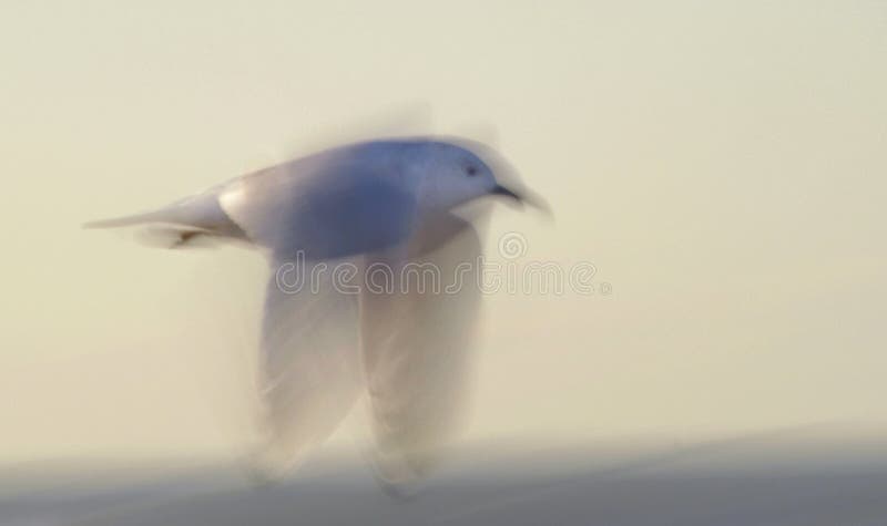 Slowest Bird In The World