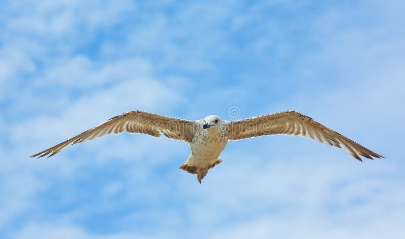 White sea bird in the sky stock image. Image of bird - 151765957