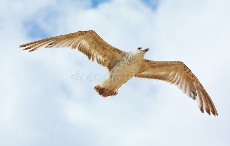 White sea bird in the sky stock photo. Image of flying - 151766008