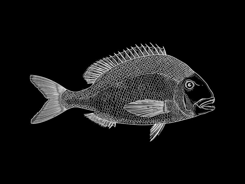 Sea Bream Vector Stock Illustrations – 1,020 Sea Bream Vector Stock ...