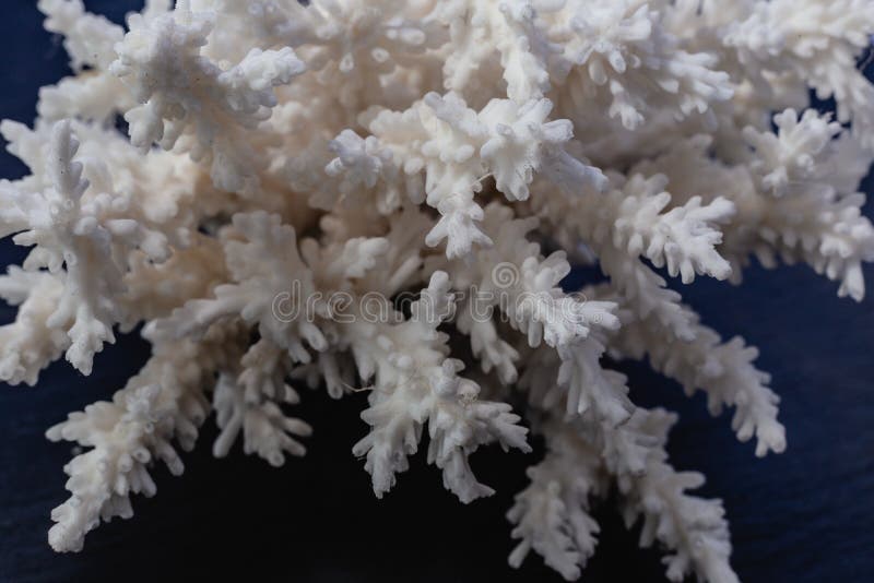 White Sea Coral on a Black Background Stock Image - Image of surface ...